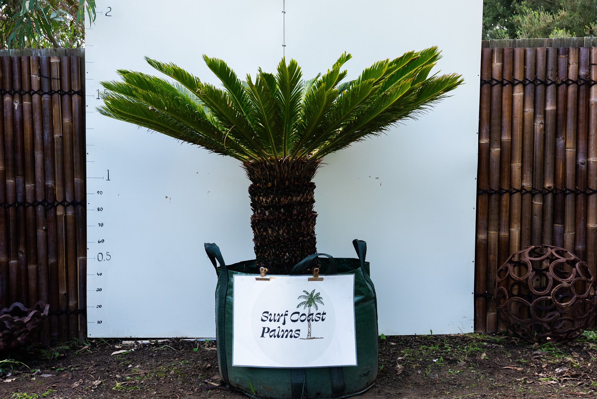 Cycad – Surf Coast Palms
