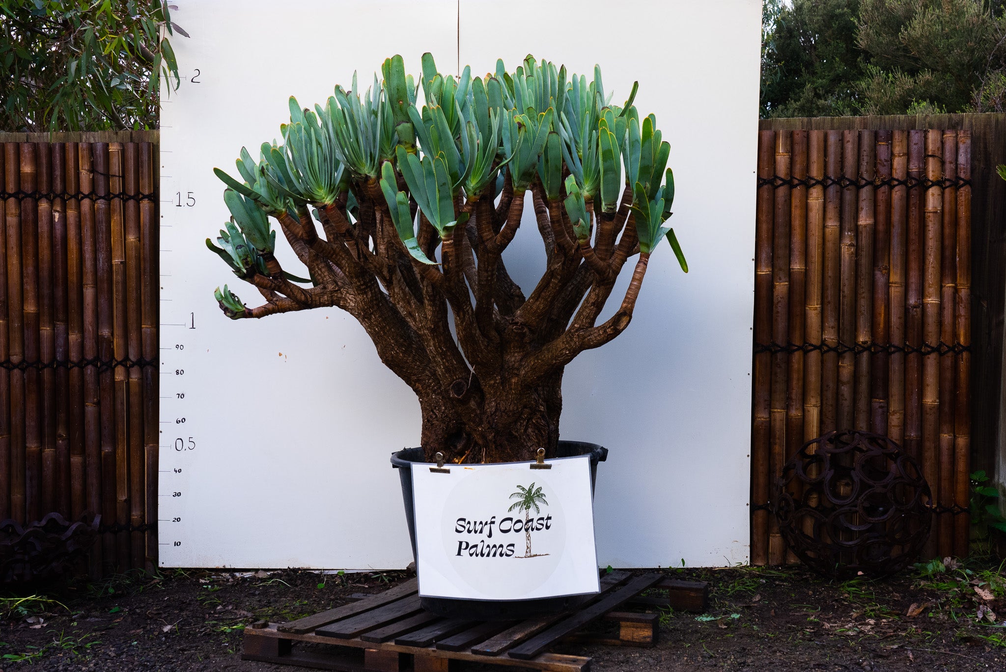 Aloe Plant – Surf Coast Palms